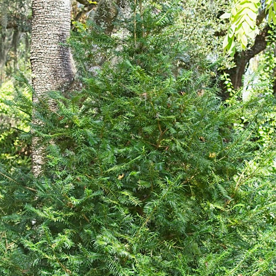 10 most at-risk tree species
